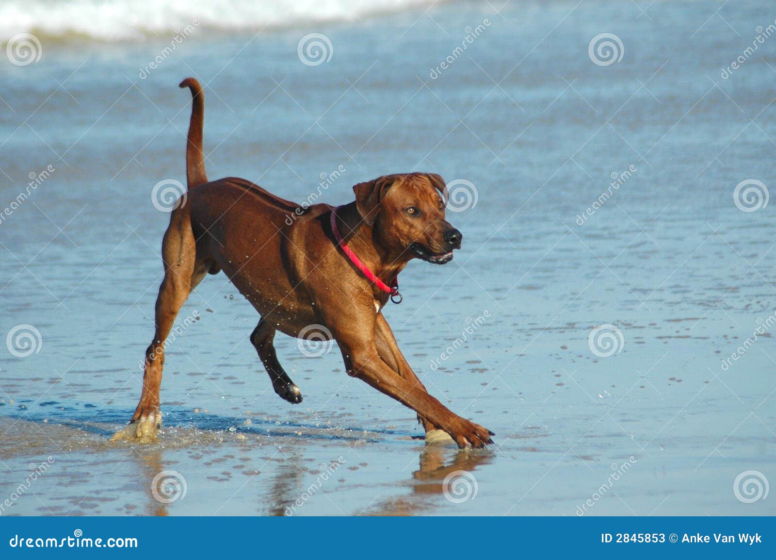 Rhodesian Ridgeback Hound Dog Stock Image - Image of running, hound ...