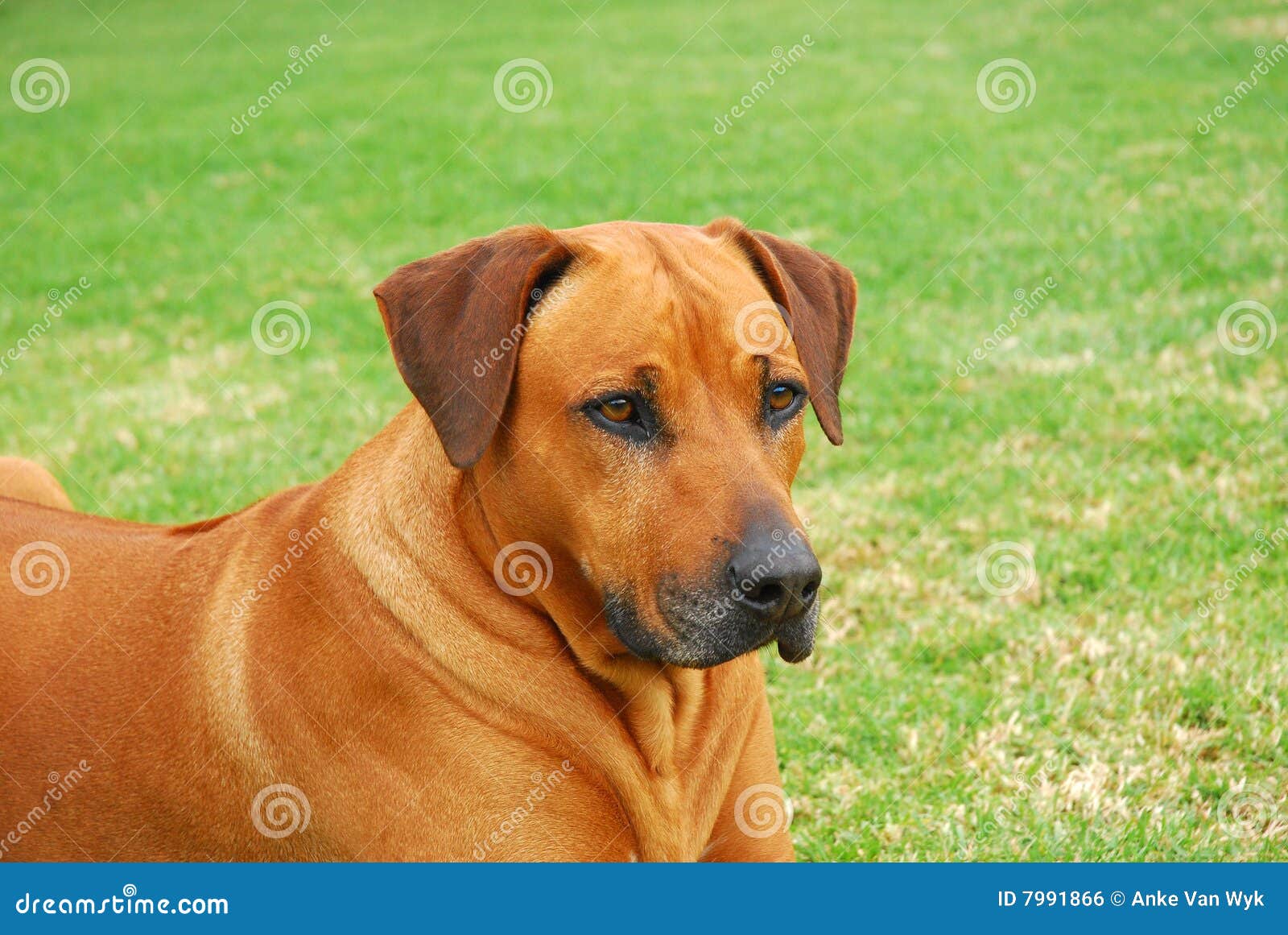 Rhodesian Ridgeback Hound Mix Puppy
