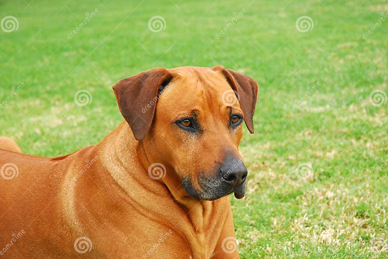 Rhodesian Ridgeback Hound Dog Stock Photo - Image of canidae, summer ...
