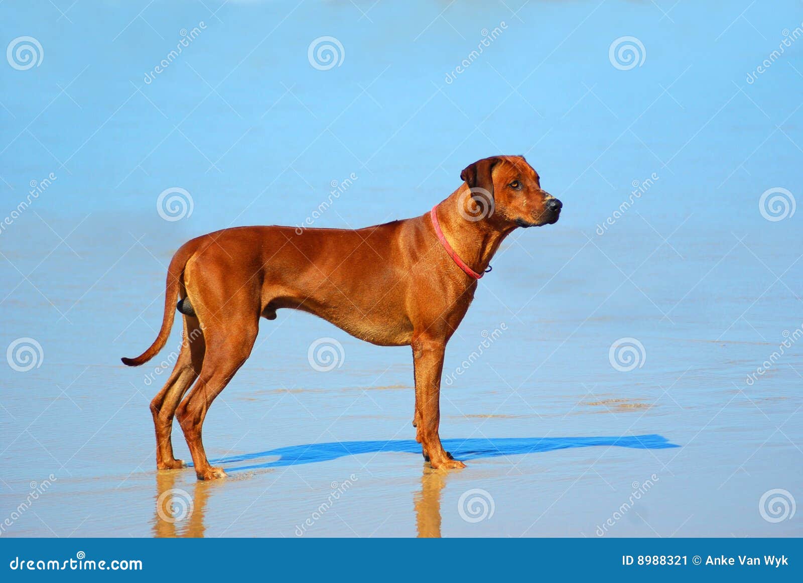 Rhodesian Ridgeback Hound Dog Stock Image - Image of looking, gazing ...
