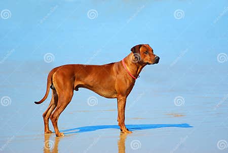 Rhodesian Ridgeback Hound Dog Stock Image - Image of looking, gazing ...
