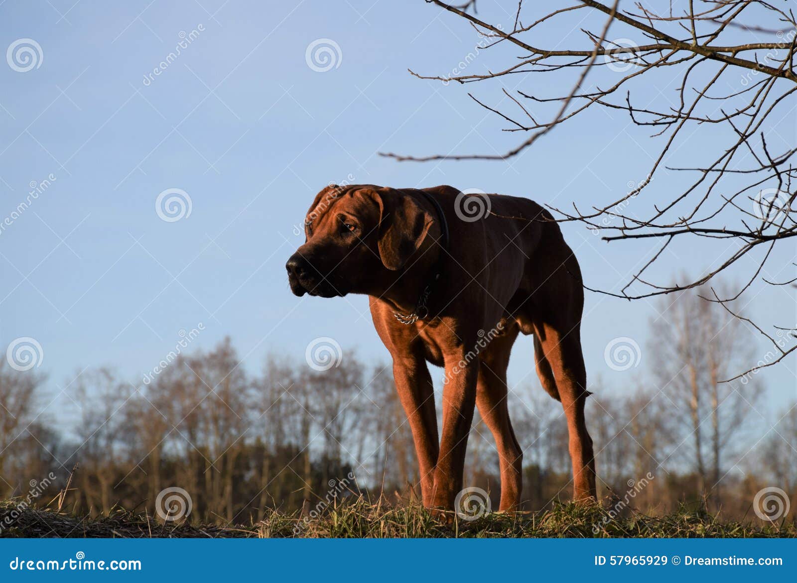 Rhodesian ridgeback stock image. Image of forest, lion - 57965929