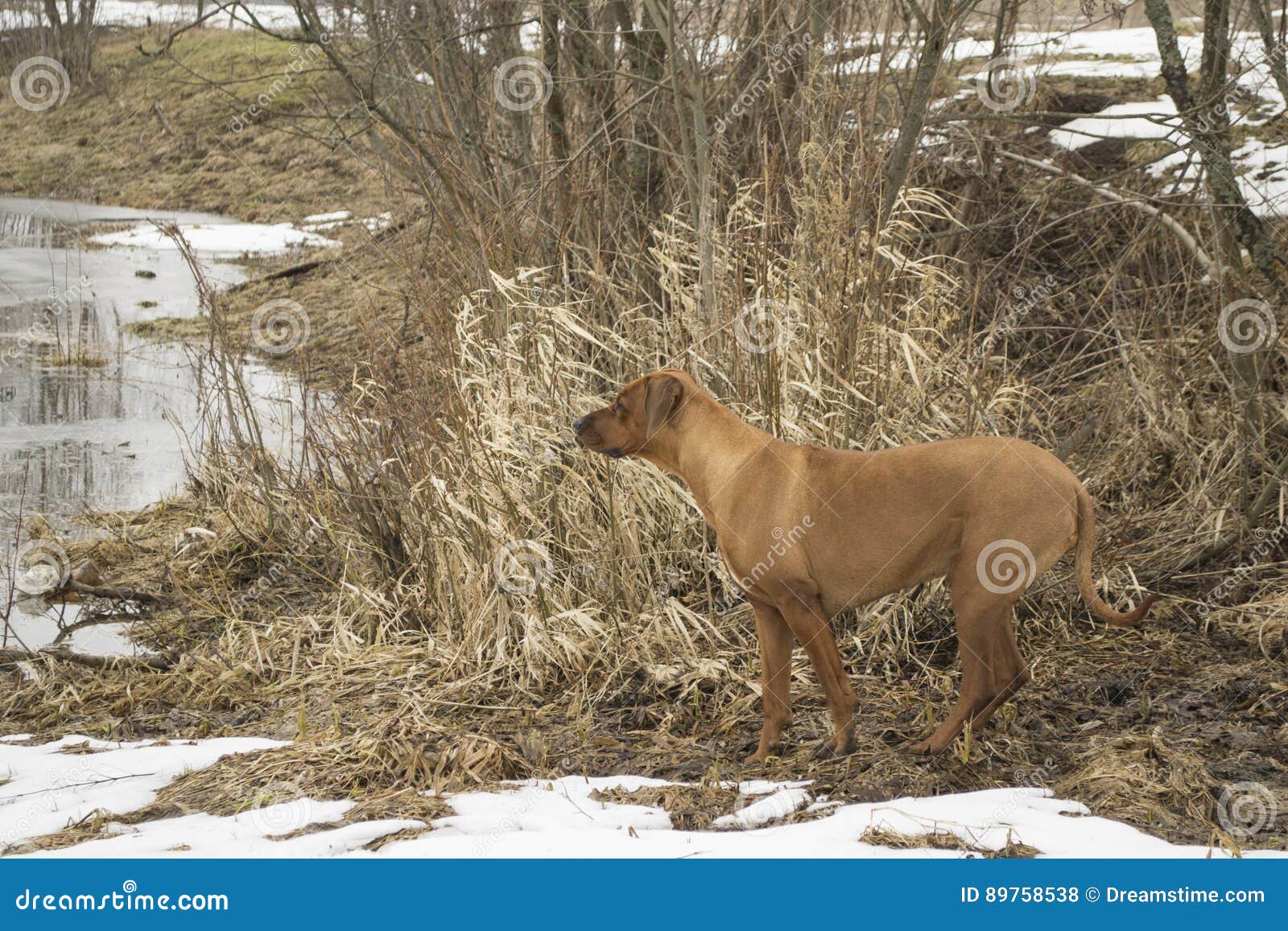 Rhodesian Ridgeback on the Hunt in the Field Stock Photo - Image of ...
