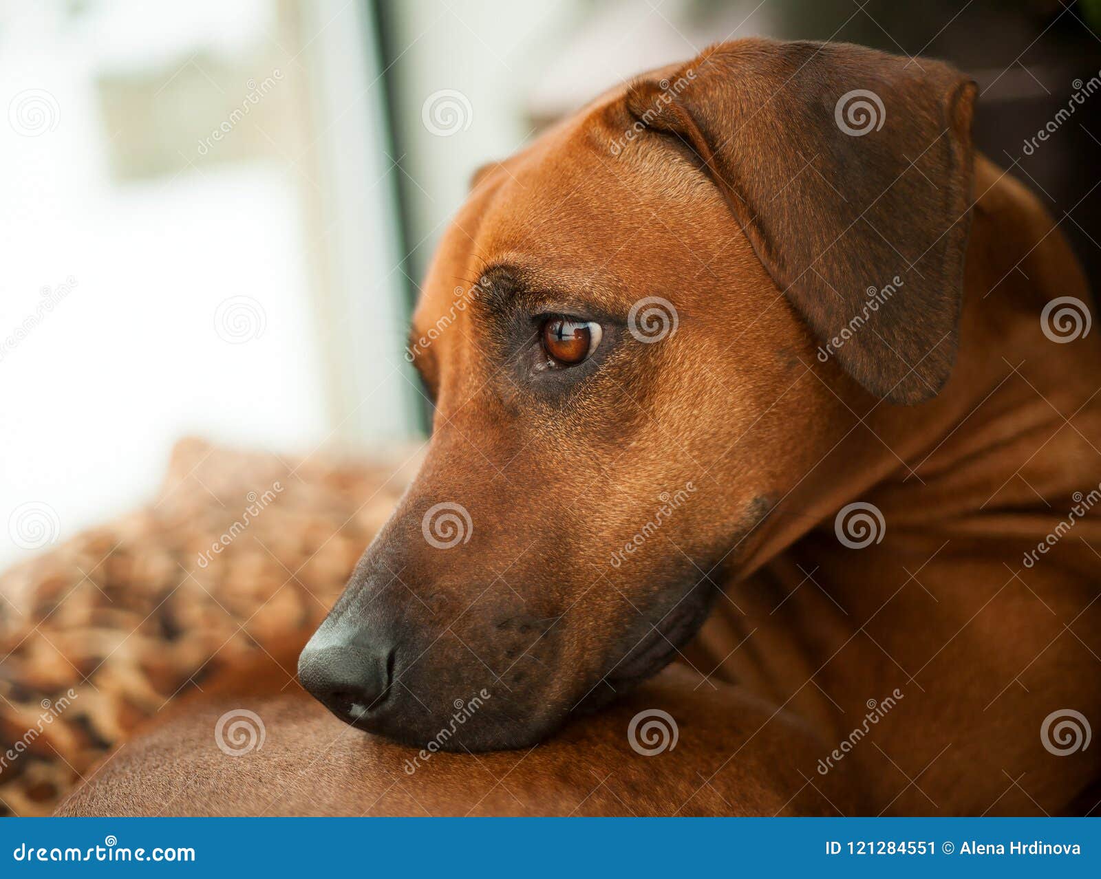 Rhodesian Ridgeback I - Perro De Caza - El Perro De LionÂ Imagen de ...