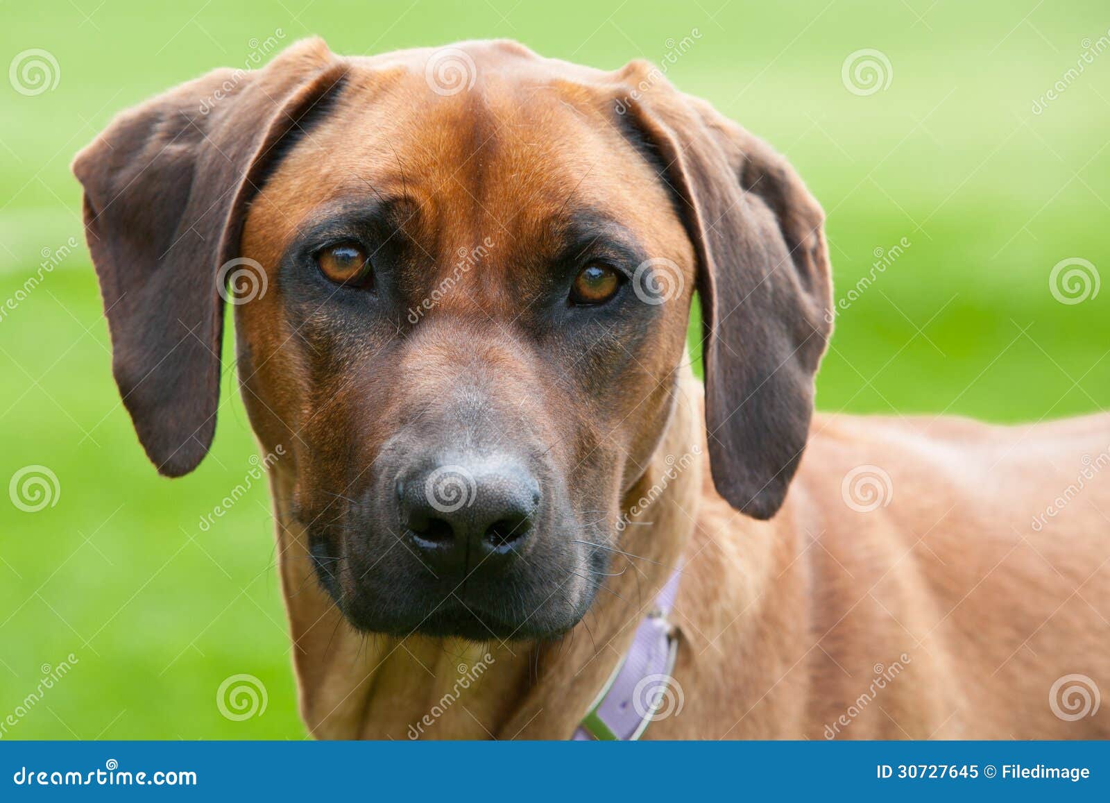 Rhodesian Ridgeback stock image. Image of shorthair, head - 30727645