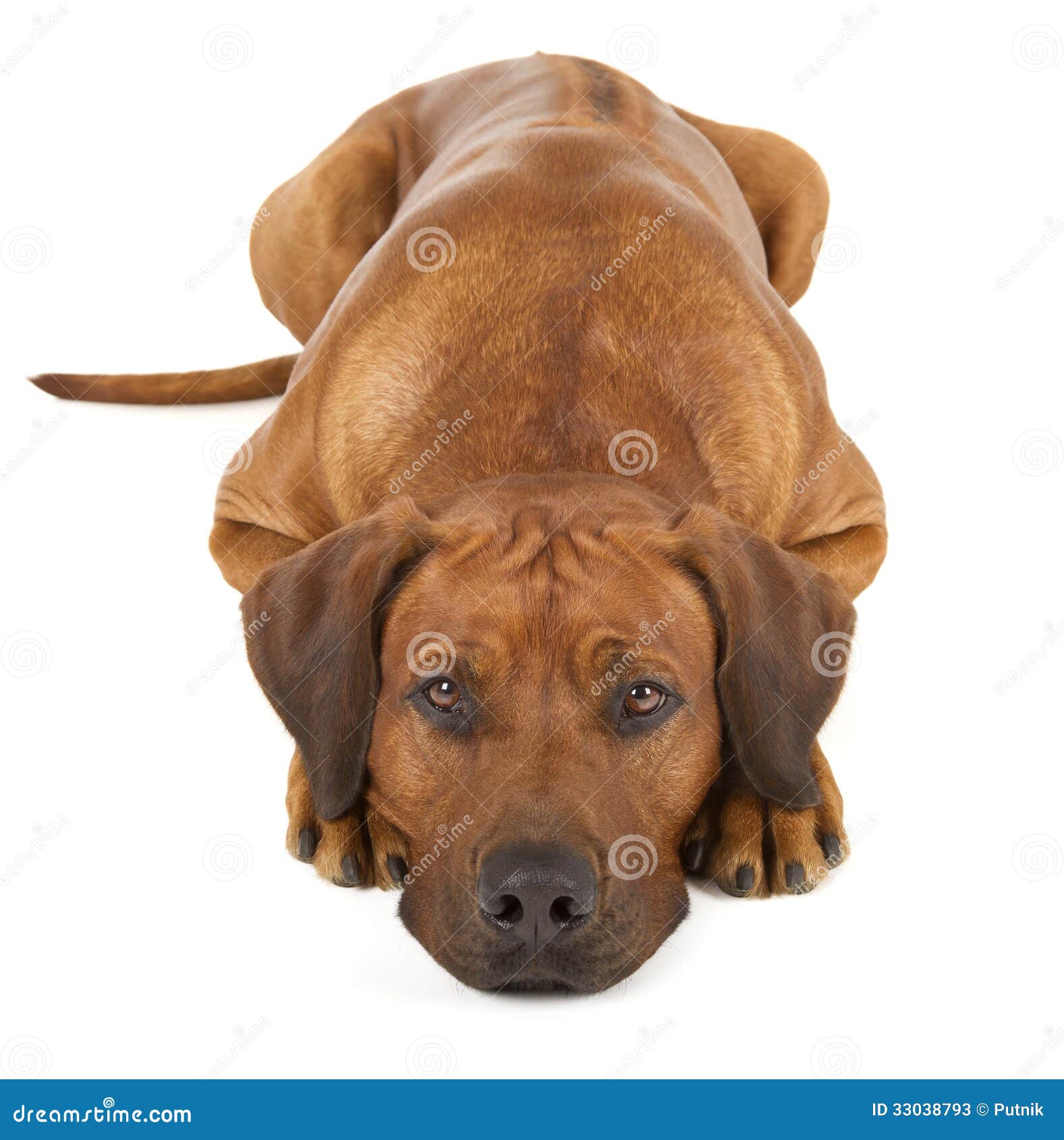 116 Rhodesian Ridgeback Adult Red Stock Photos - Free & Royalty-Free ...