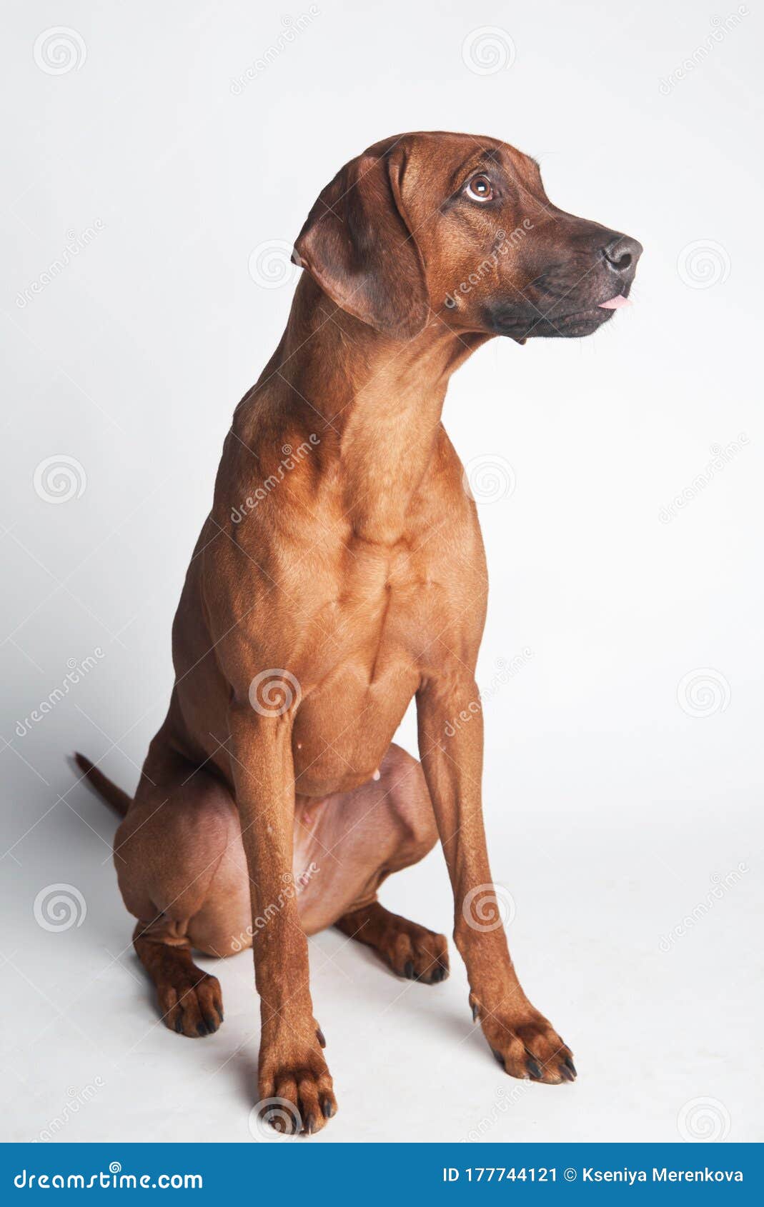 Rhodesian Ridgeback Isolated on a White Background Stock Image - Image ...