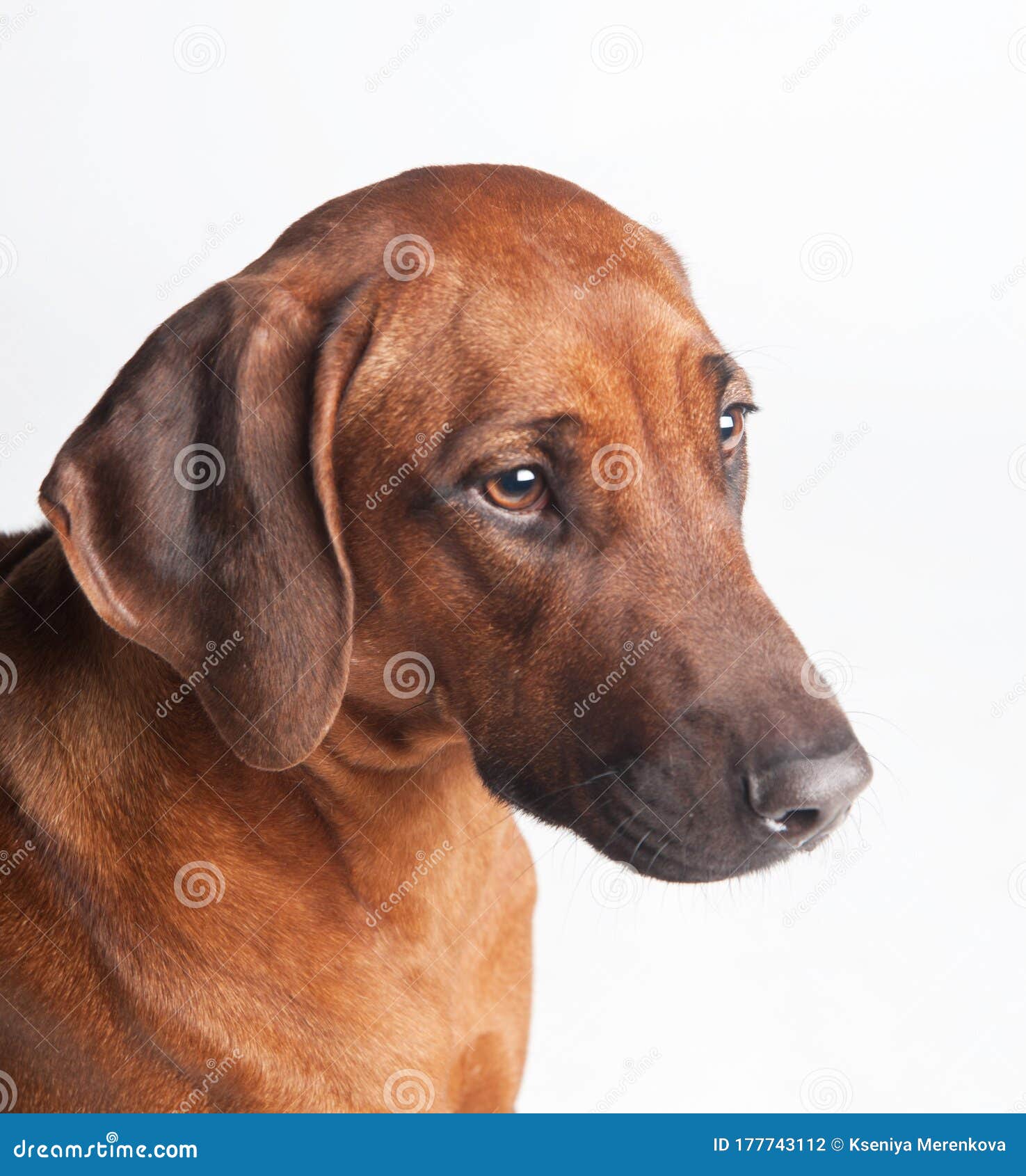 Rhodesian Ridgeback Isolated on a White Background Stock Photo - Image ...