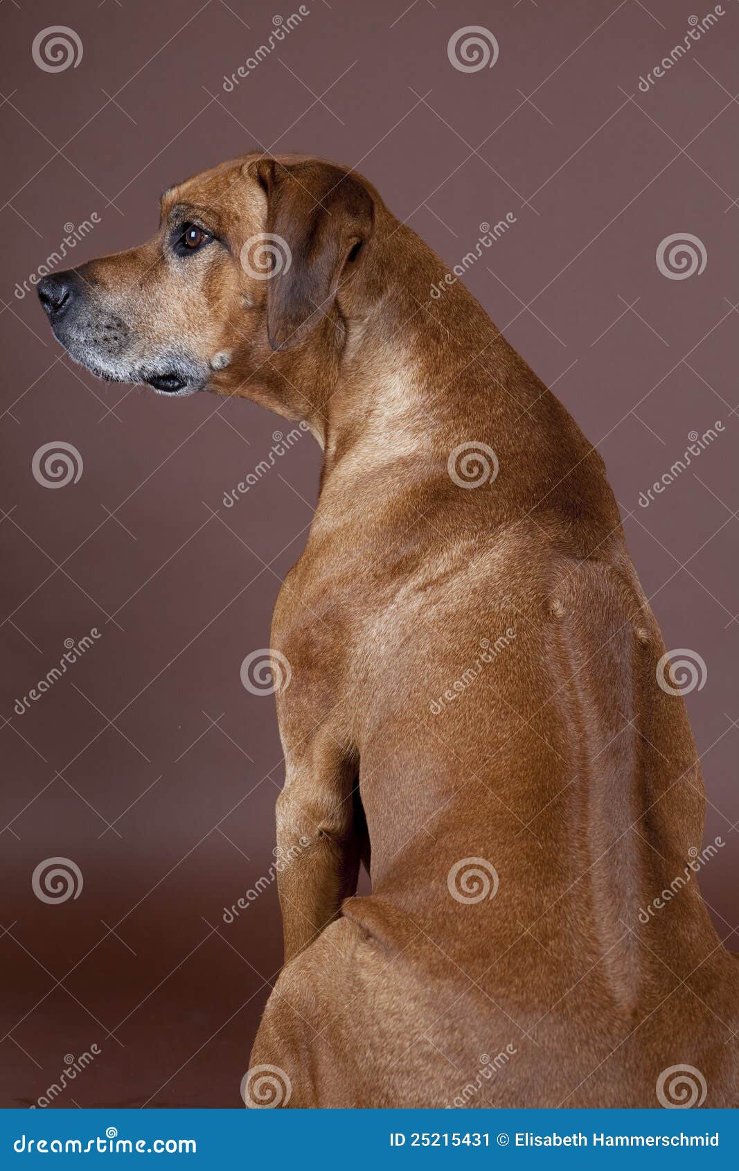 Rhodesian Ridgeback Jagdhund-Hund Stockbild - Bild von haustier ...