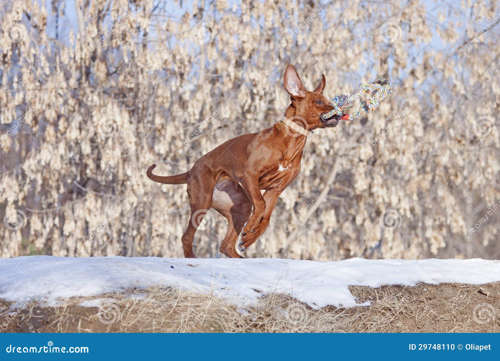 The Rhodesian Ridgeback stock photo. Image of dods, winter - 29748110