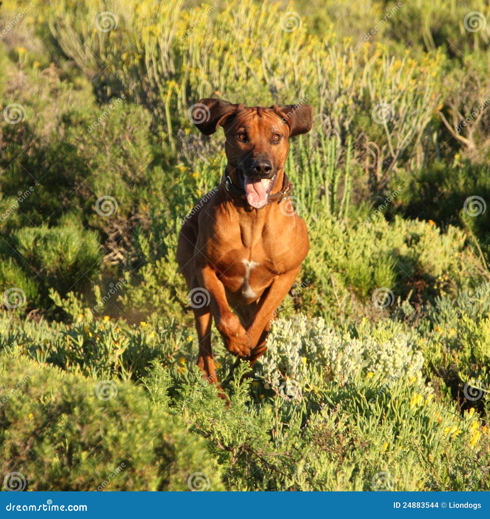 Jumping Rhodesian Ridgeback Royalty-Free Stock Image | CartoonDealer ...