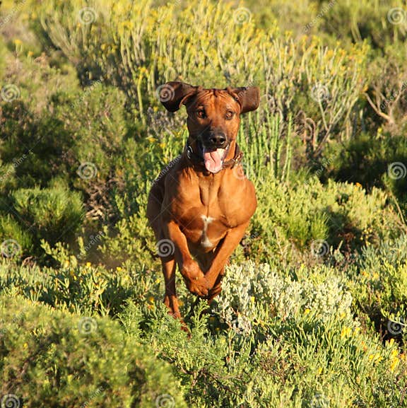 Rhodesian Ridgeback Jumping Stock Photo - Image of female, front: 24883544