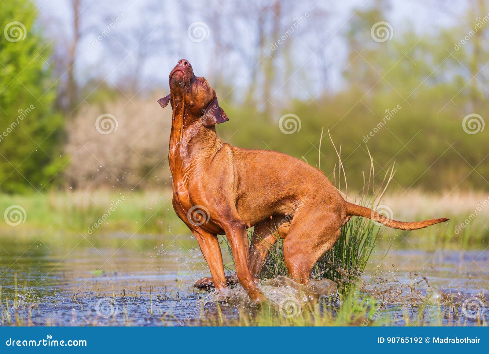 Rhodesian Ridgeback Jumping in the Water Stock Photo - Image of brown ...