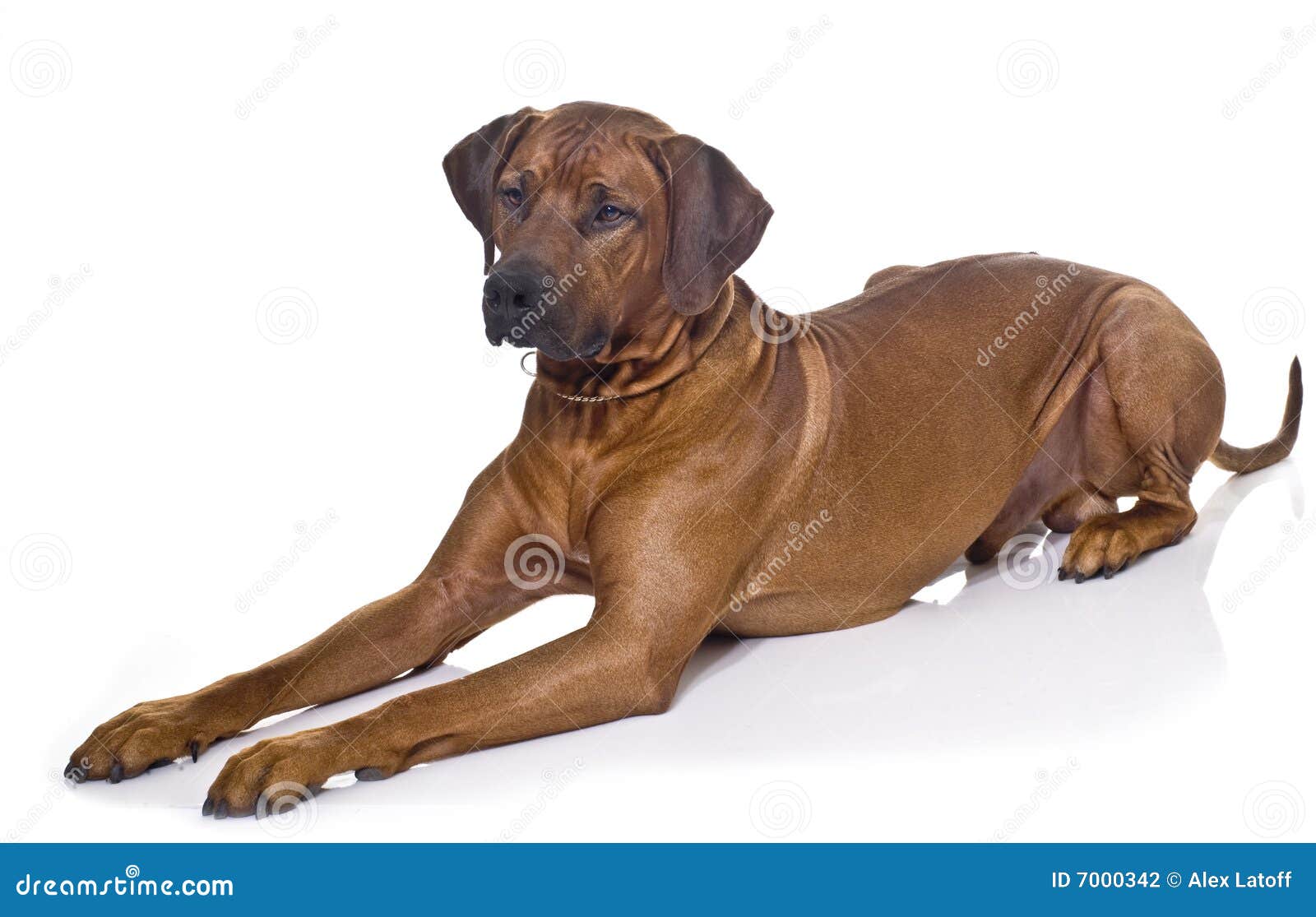 Rhodesian Ridgeback laying stock photo. Image of breed - 7000342