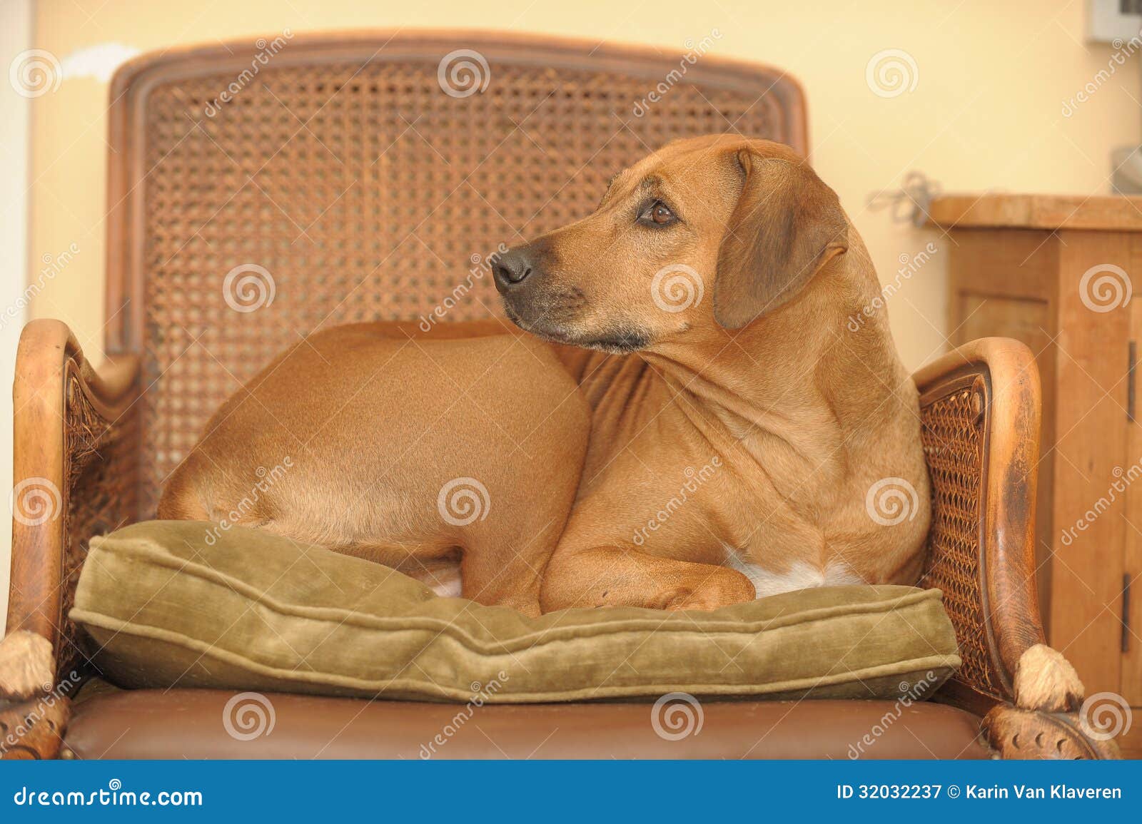 Rhodesian Ridgeback Laying on Chair Stock Image - Image of chair, pets ...