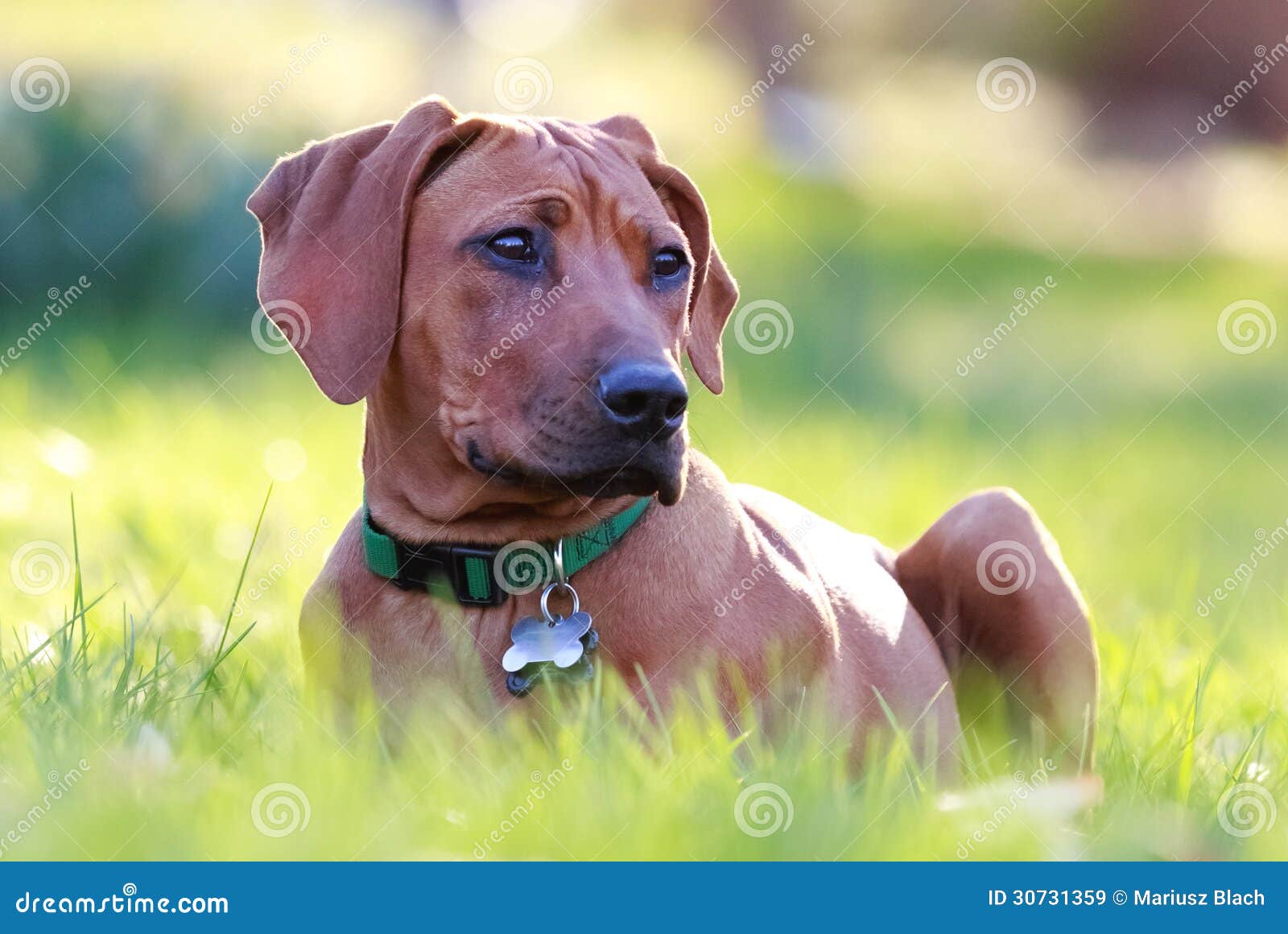 Rhodesian ridgeback stock image. Image of friend, young - 30731359