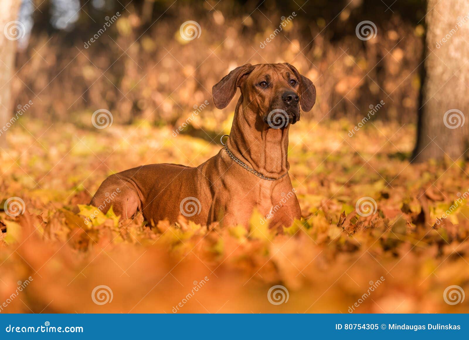 Rhodesian Ridgeback is Laying on the Ground. Stock Image - Image of ...