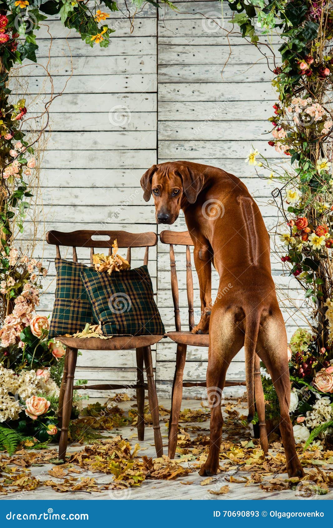 Rhodesian Ridgeback Leaning on a Chair Backwards Showing Its Rid Stock ...