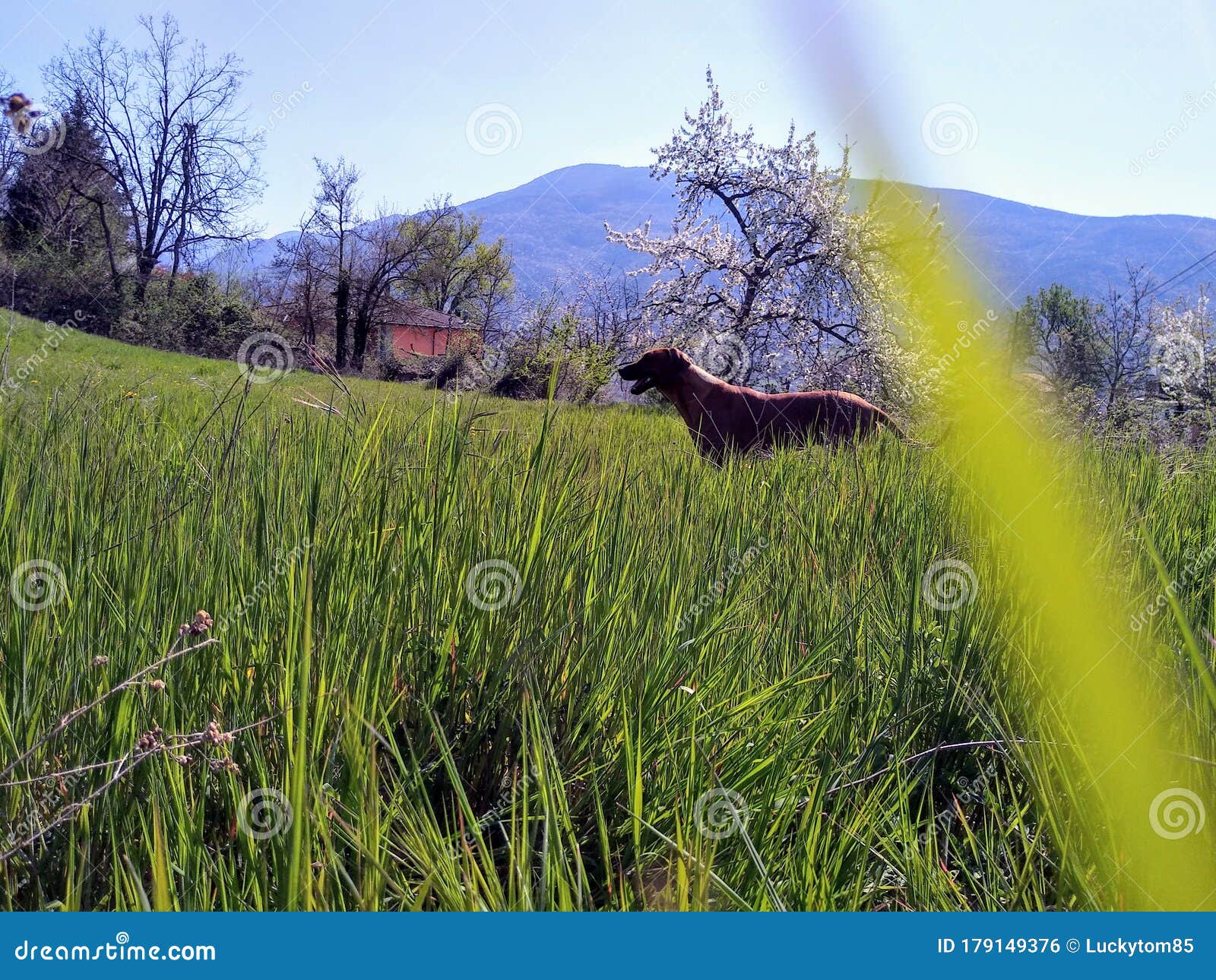 Rhodesian Ridgeback Looks for Its Master Stock Photo - Image of leaf ...