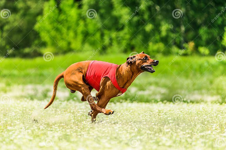 Rhodesian Ridgeback Lure Coursing Competition Stock Image - Image of ...