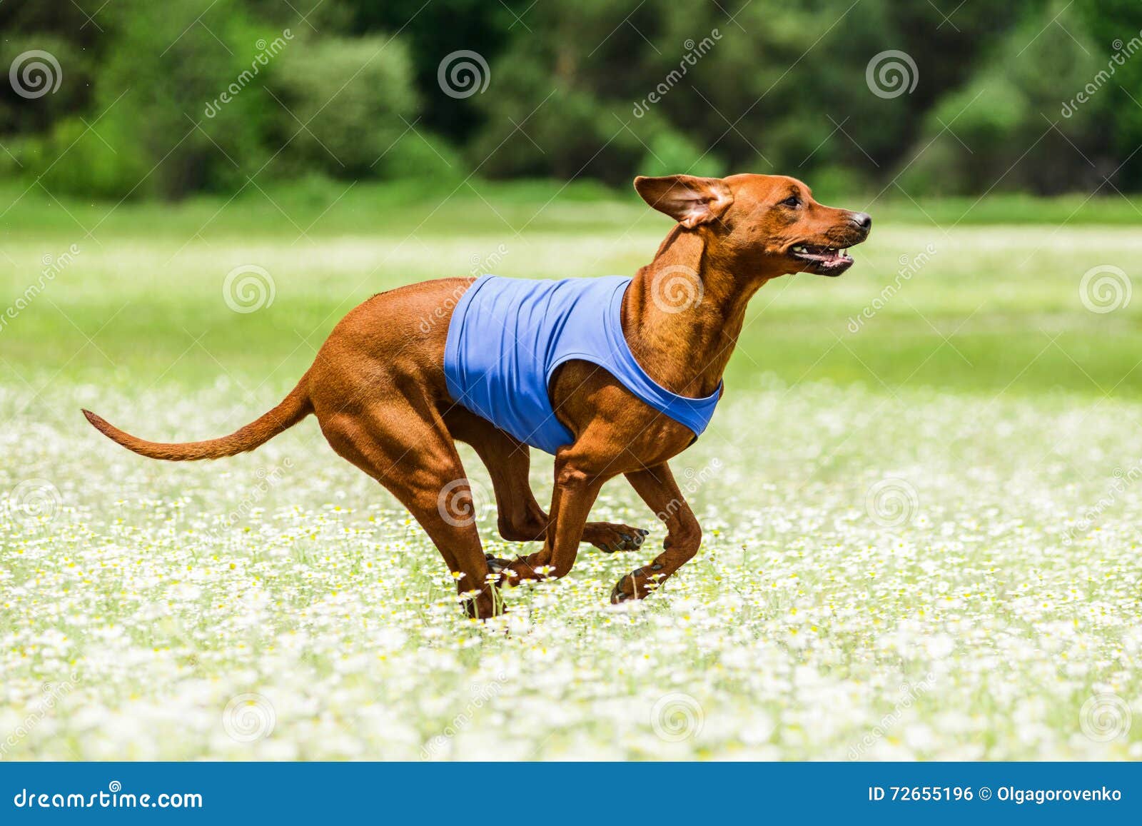 Rhodesian Ridgeback Lure Coursing Competition Stock Photo - Image of ...