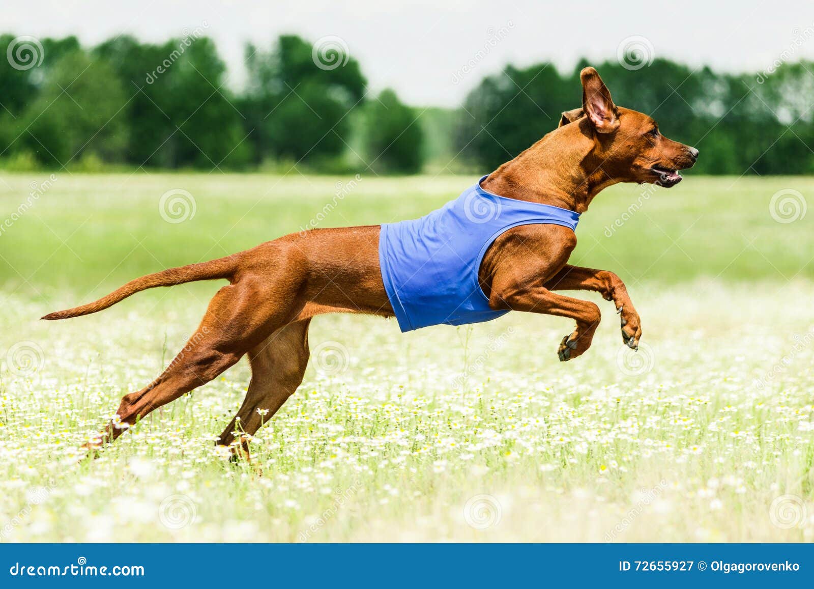 Rhodesian Ridgeback Lure Coursing Competition Stock Image - Image of ...