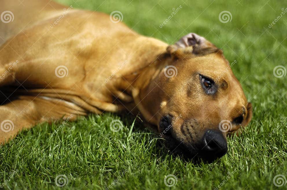 Rhodesian ridgeback lying stock image. Image of garden - 2373223