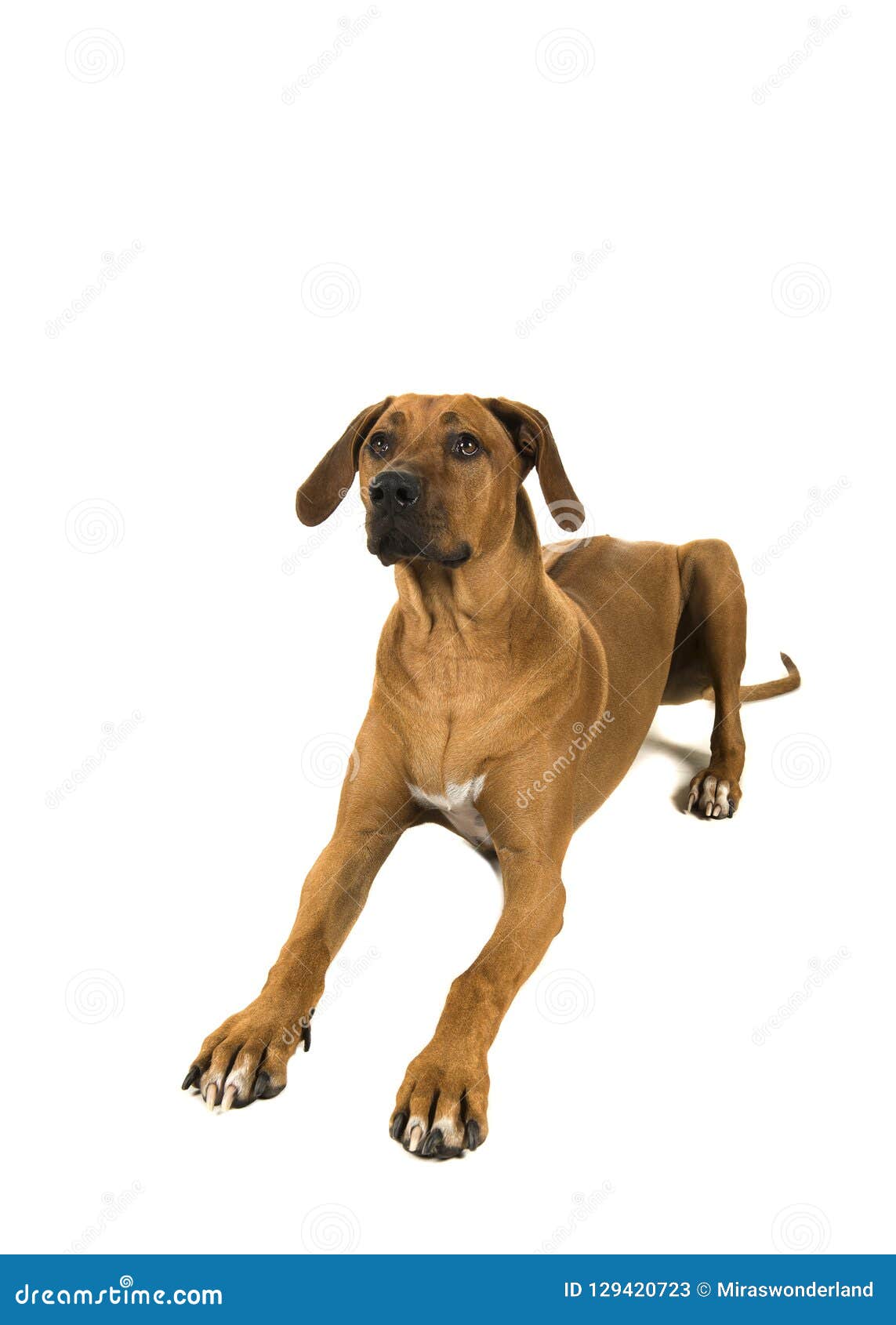 Rhodesian Ridgeback Lying Down Looking Up Isolated on a White Ba Stock ...