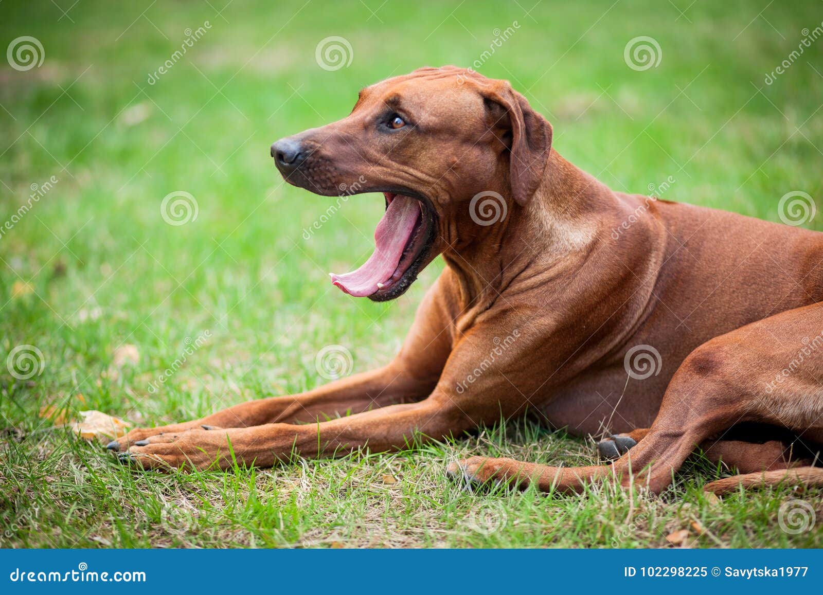 Rhodesian Ridgeback Lying in the Grass and Yawning Stock Image - Image ...