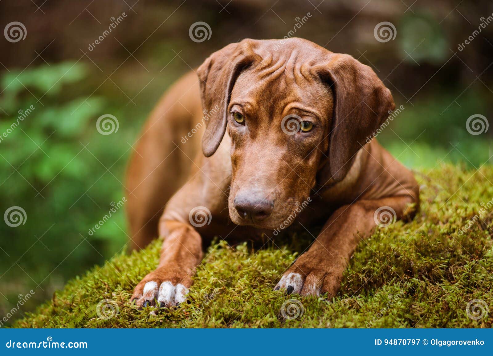Rhodesian Ridgeback Lying on Moss in the Forest Stock Image - Image of ...