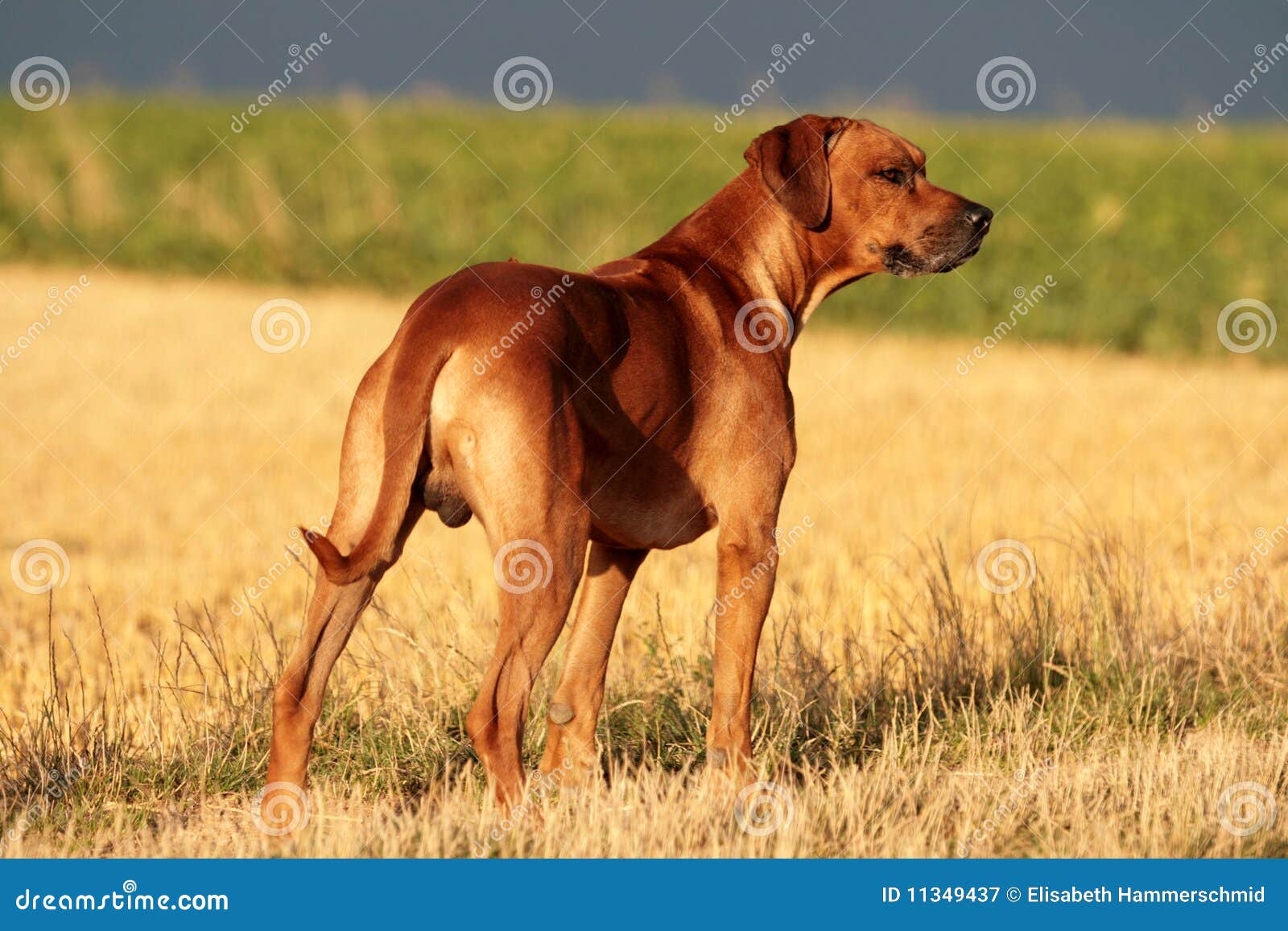Rhodesian Ridgeback Male stock image. Image of holidays - 11349437