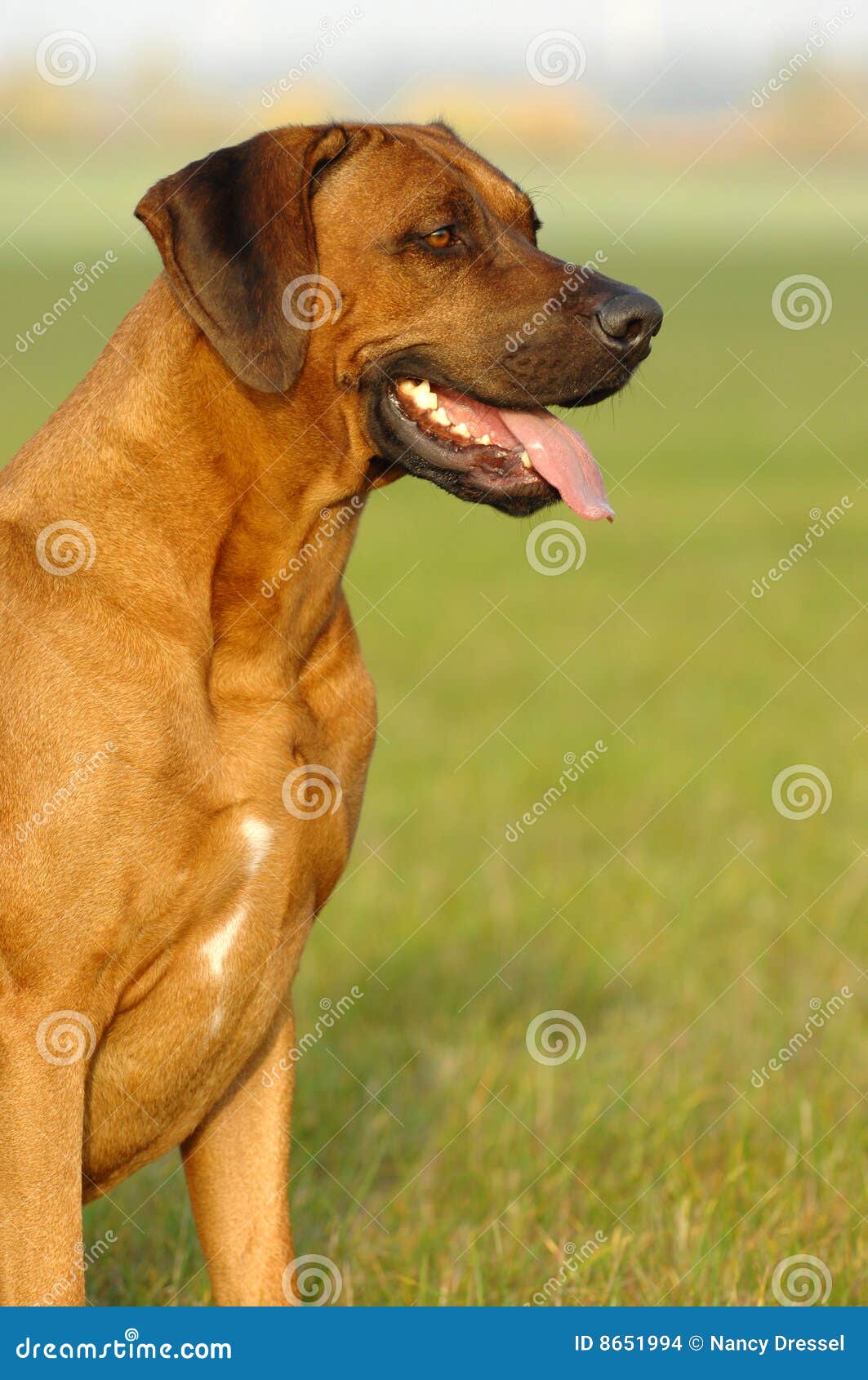 Rhodesian ridgeback male stock photo. Image of dogs, garden - 8651994