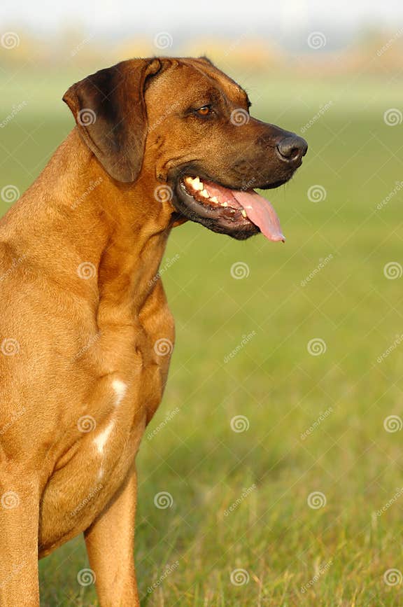 Rhodesian ridgeback male stock photo. Image of dogs, garden - 8651994
