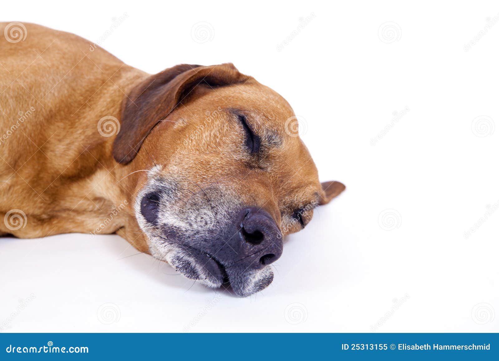 Rhodesian Ridgeback Male Dog 10 Years Sleeping Stock Image - Image of ...