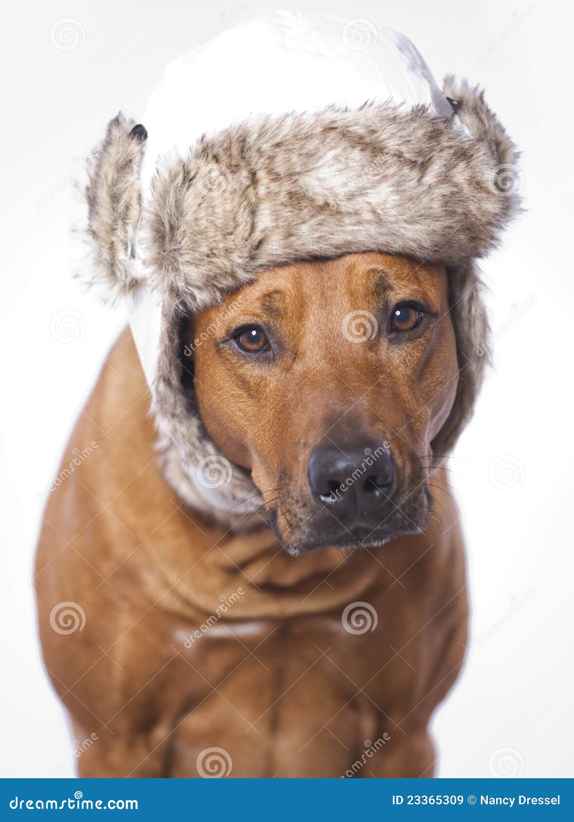 Rhodesian Ridgeback Male Dog, 3 Years Old with Cap Stock Image - Image ...