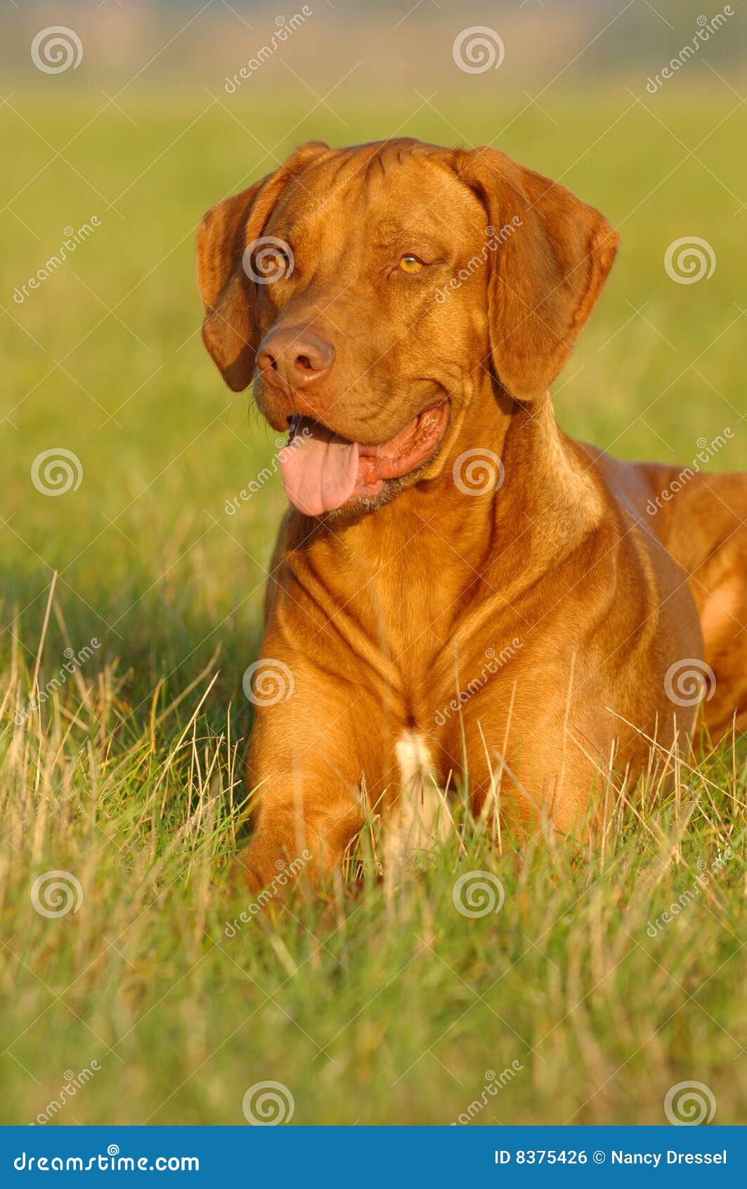 Rhodesian Ridgeback Male Lying Stock Photo - Image of beautiful ...
