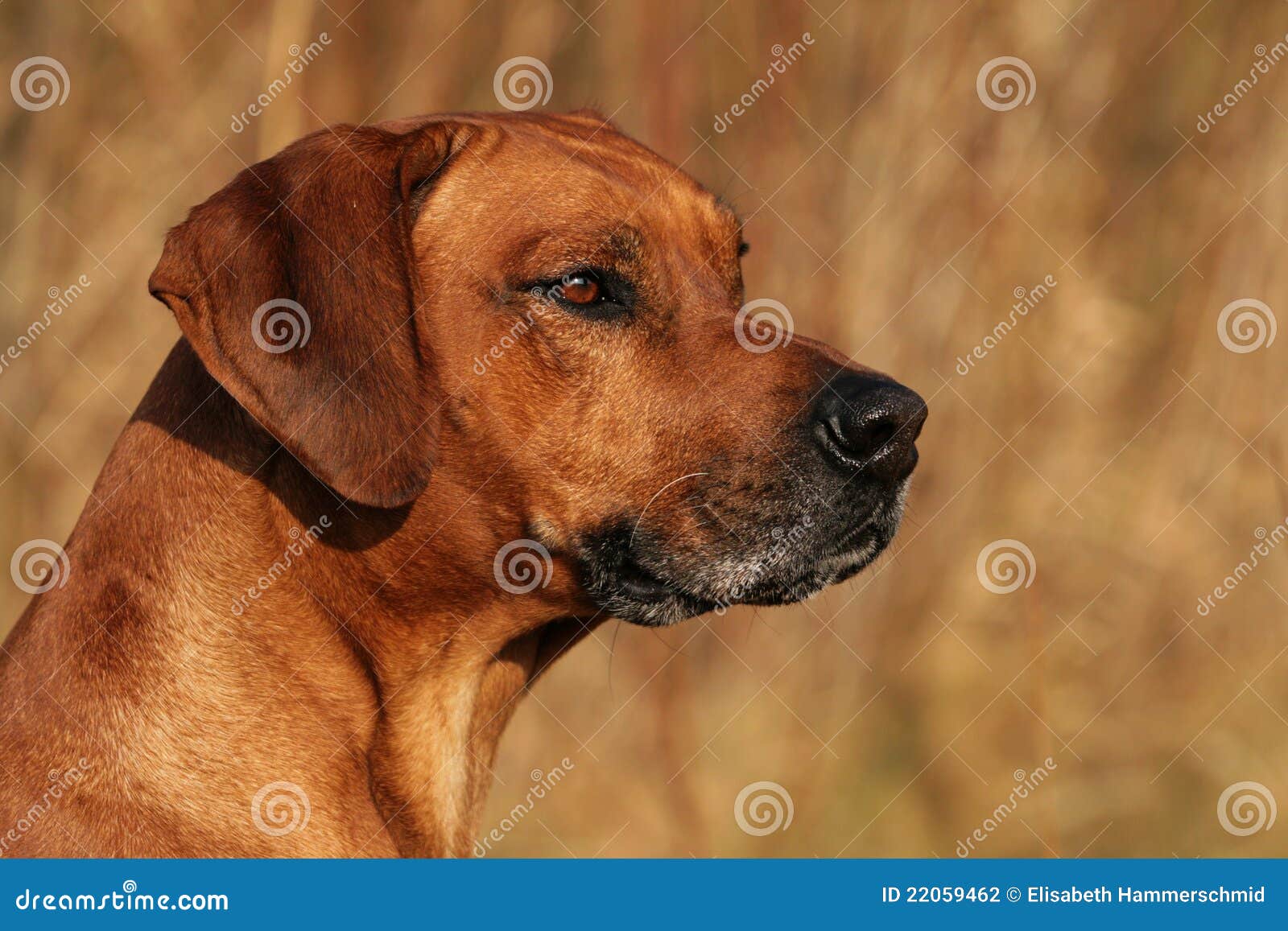 Rhodesian Ridgeback Male Portrait Stock Photo - Image of animal ...