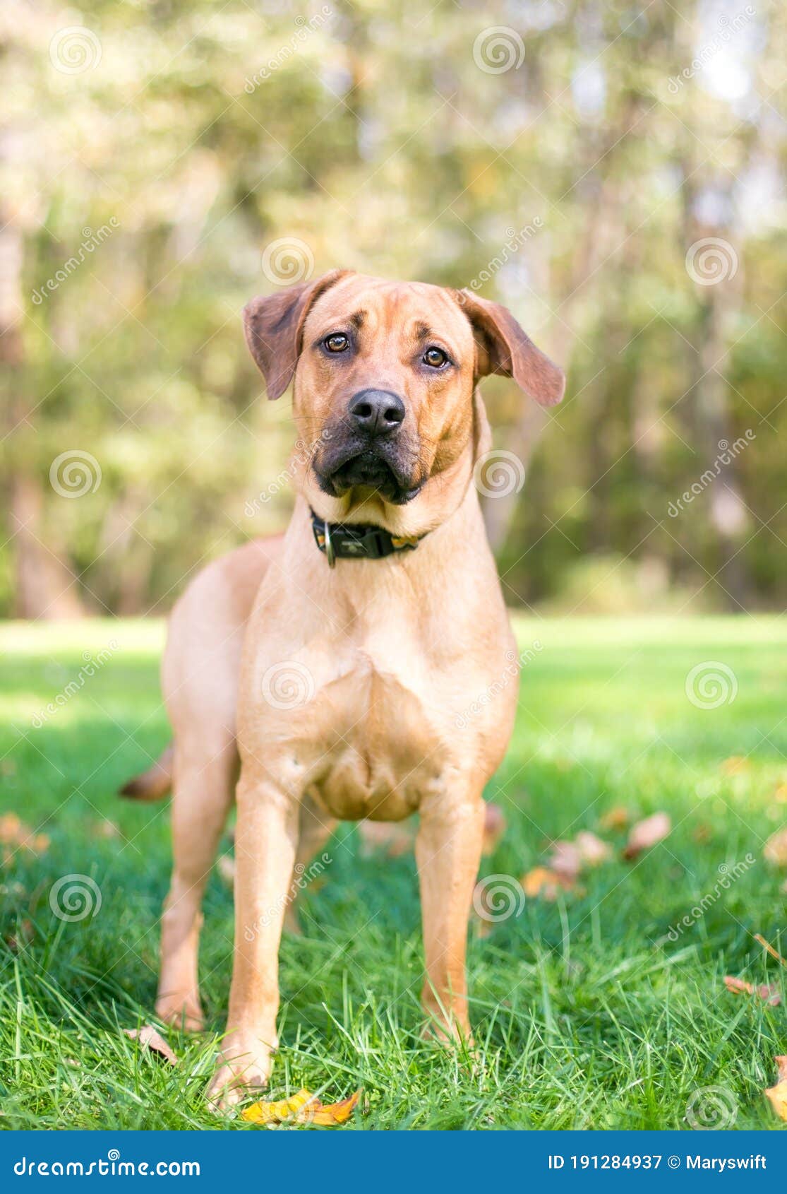 Mutt Rhodesian Ridgeback Stock Photography | CartoonDealer.com #41772242