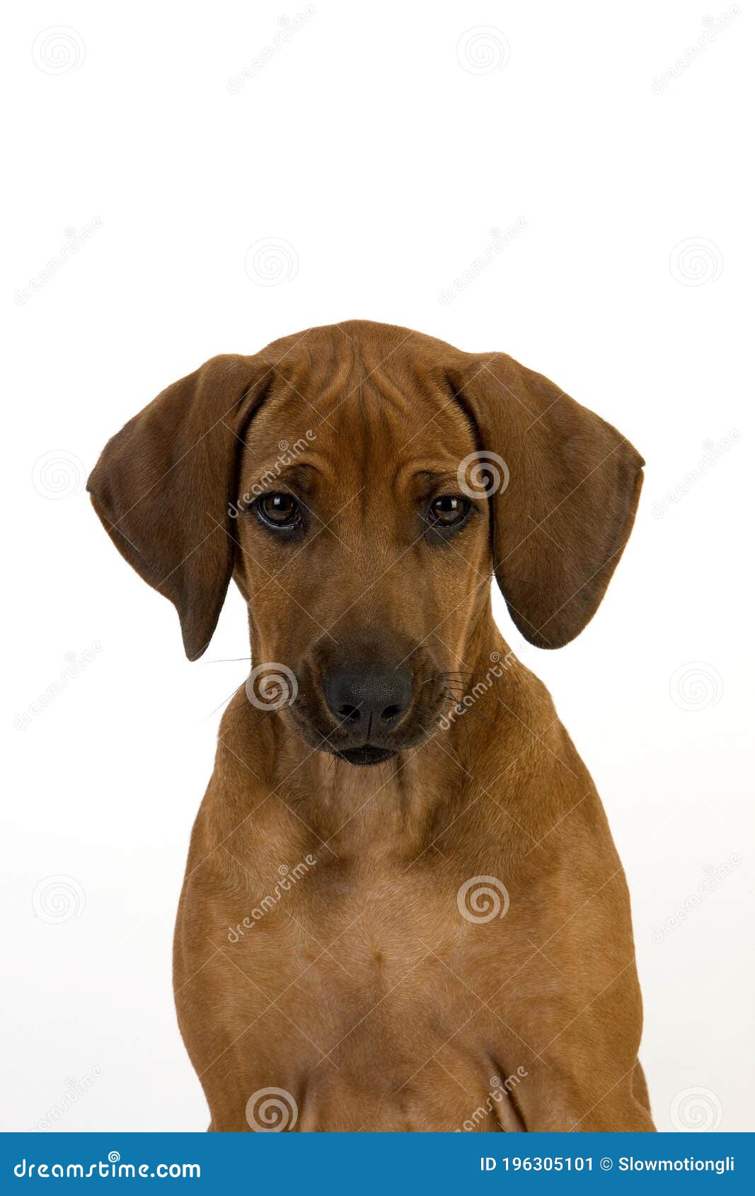 Rhodesian Ridgeback, 3 Months Old Pup Against White Background Stock ...