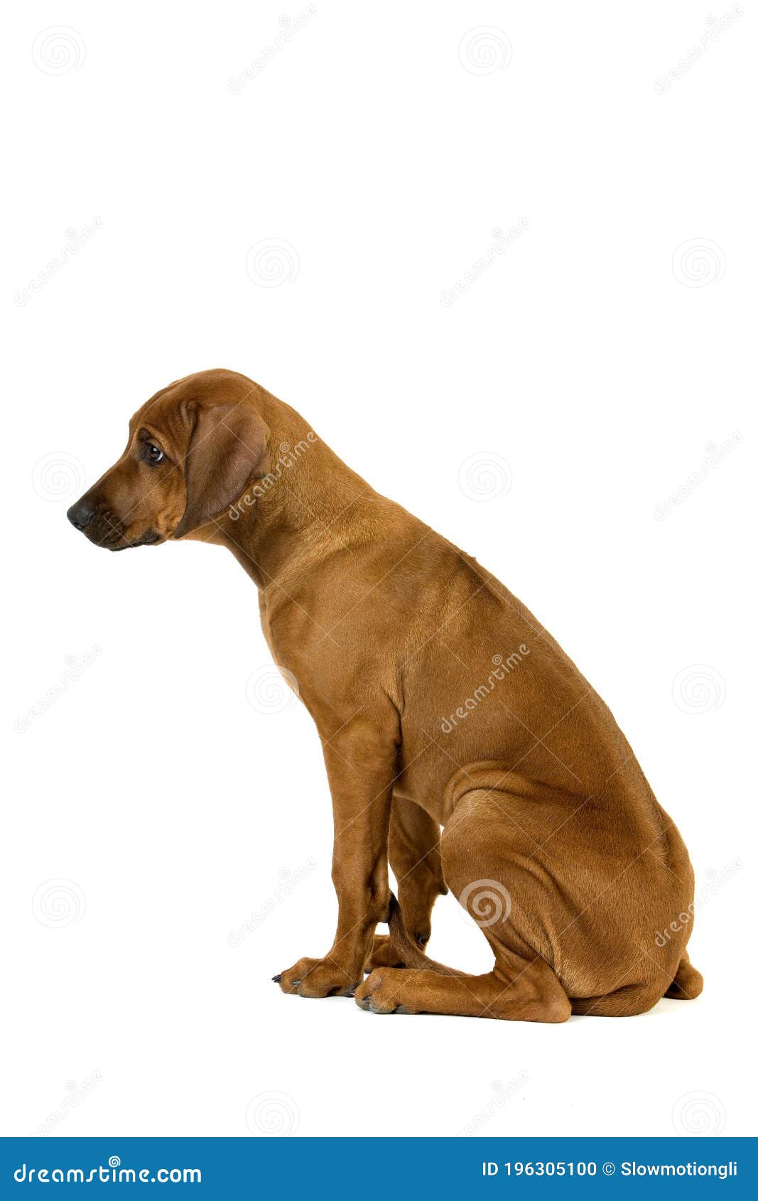 Rhodesian Ridgeback, 3 Months Old Pup Sitting Against White Background ...