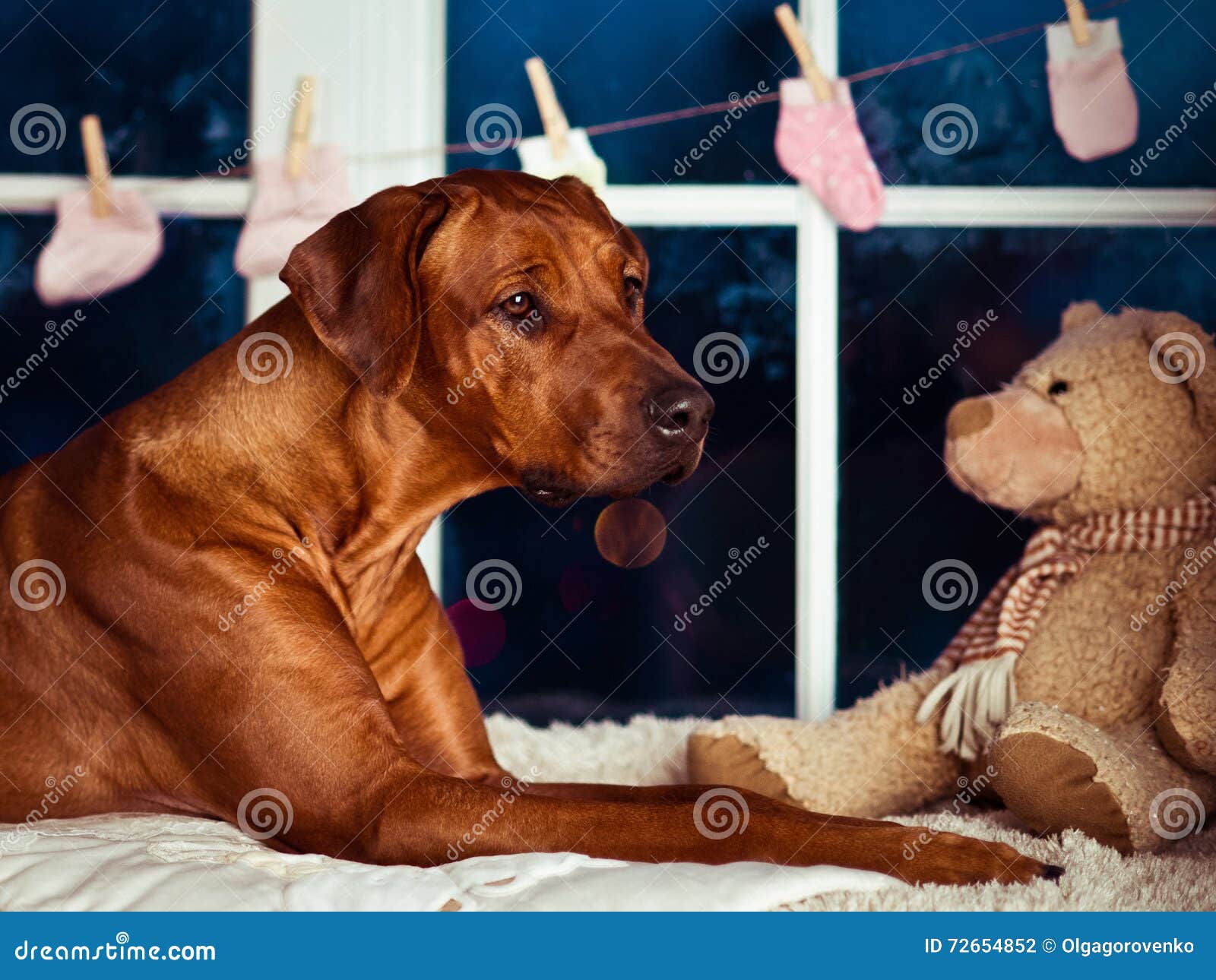 Rhodesian Ridgeback Mother on a Windowsill with Children Props Stock ...