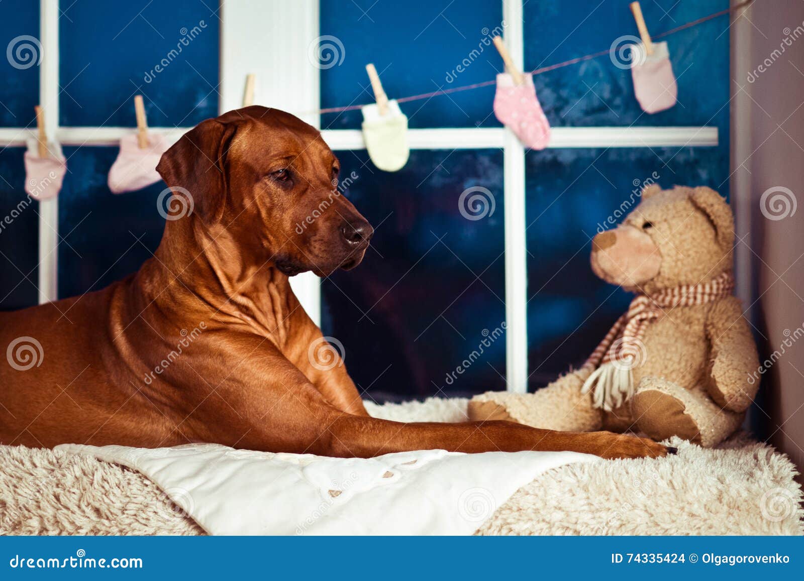 Rhodesian Ridgeback Mother on a Windowsill with Children Props Stock ...