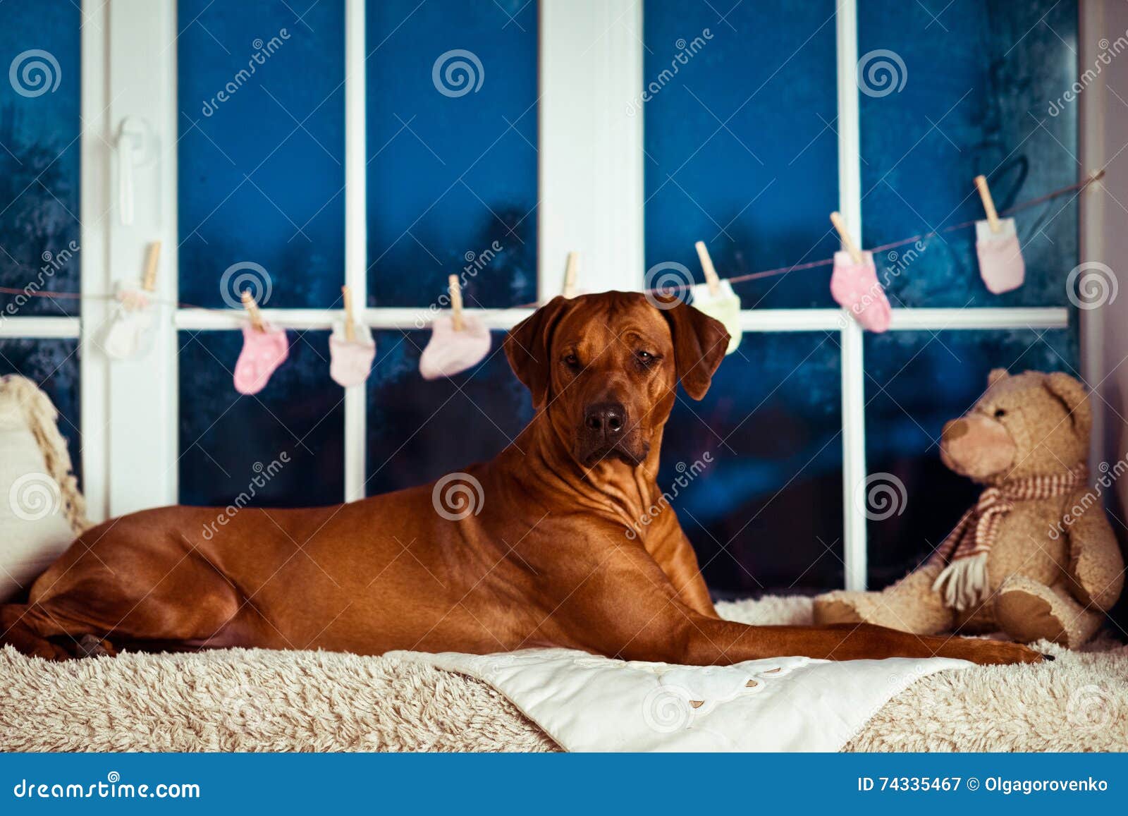 Rhodesian Ridgeback Mother on a Windowsill with Children Props Stock ...