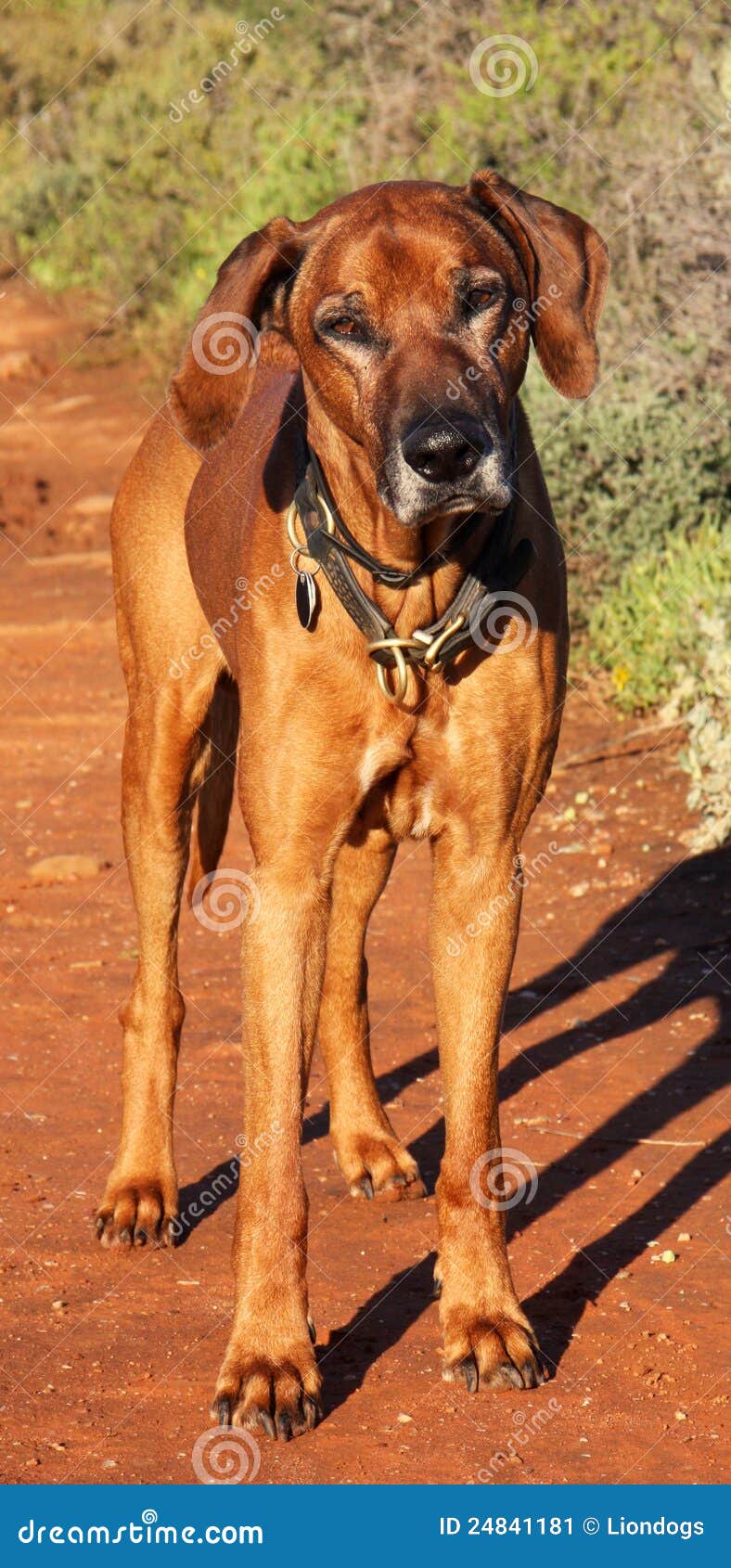 Rhodesian Ridgeback Old Male Stock Image - Image of front, male: 24841181