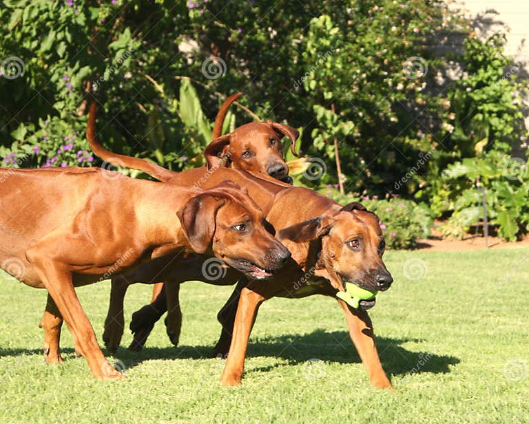Rhodesian Ridgeback pack stock image. Image of play, rhodesian - 24840709