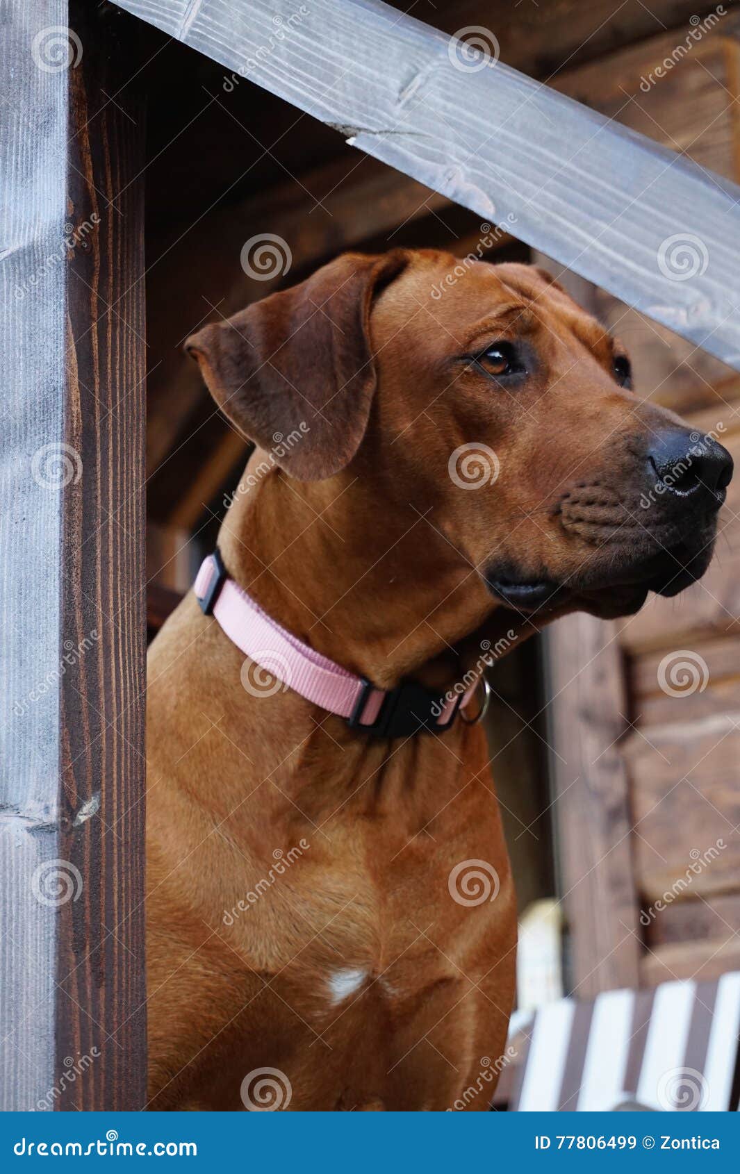 Rhodesian Ridgeback Royalty-Free Stock Photography | CartoonDealer.com ...