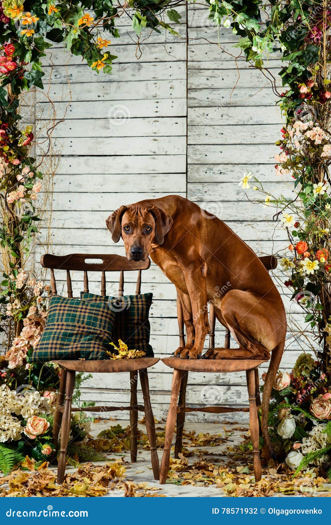 Rhodesian Ridgeback with a Plaid in Autumn Decorations Stock Photo ...