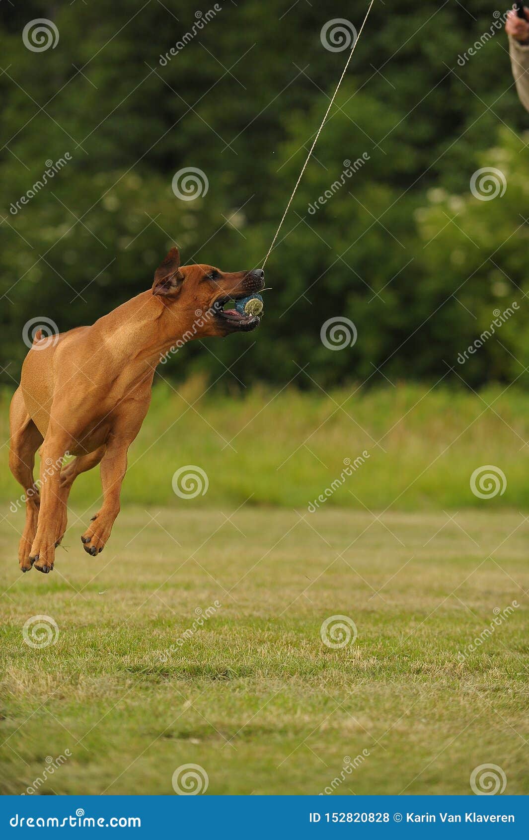 Rhodesian Ridgeback Playing Stock Photo - Image of adult, grey: 152820828