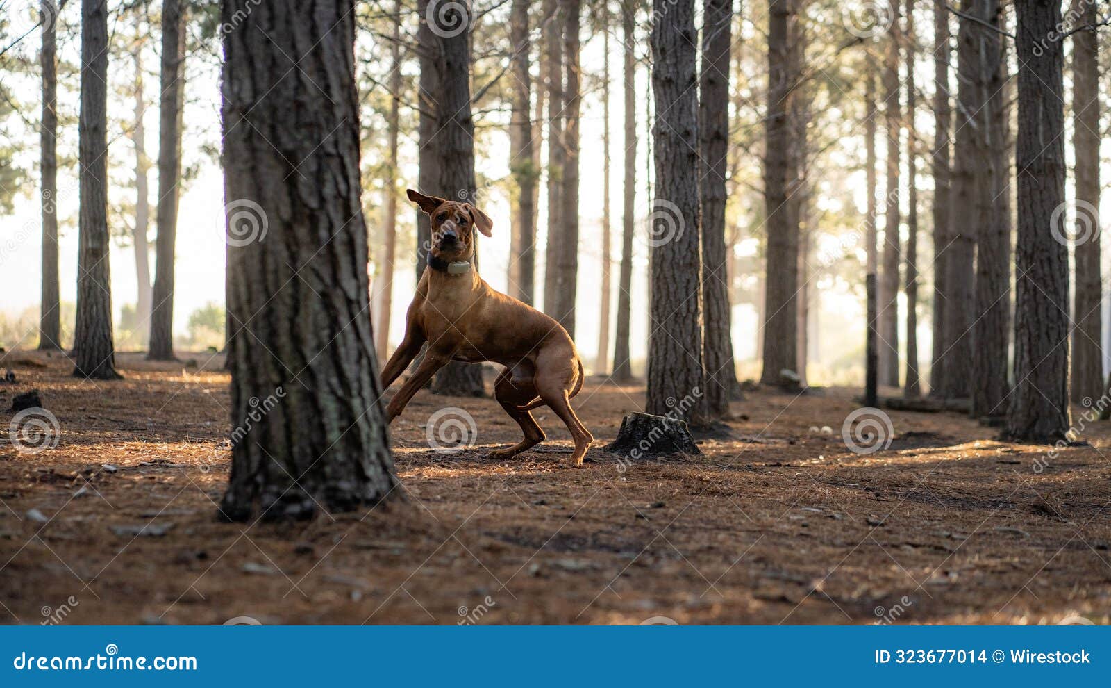 Rhodesian Ridgeback Playing in a Pine Forest with Sunlight Filtering ...