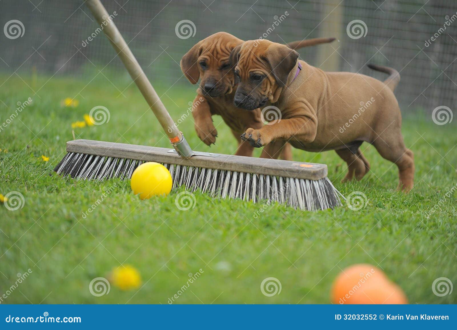 Rhodesian Ridgeback Playing Puppies Stock Photo - Image of ridgebacks ...